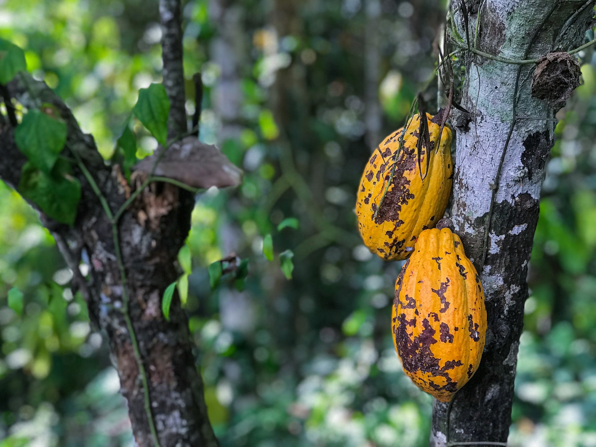 Revealing the secret cocoa pollinators - International Association for ...