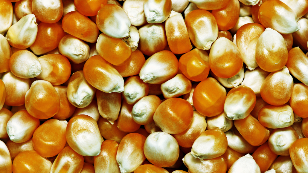 Better popping potential for popcorn - International Association for ...