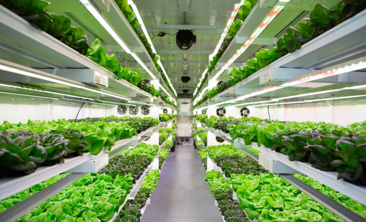 Controlled Environment Agriculture: A Game-Changer for Food Security ...